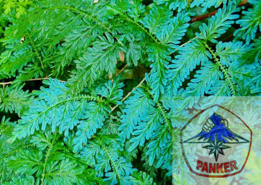 Buah dan Tumbuhan yang Bisa dimakan Ketika Tersesat di Hutan