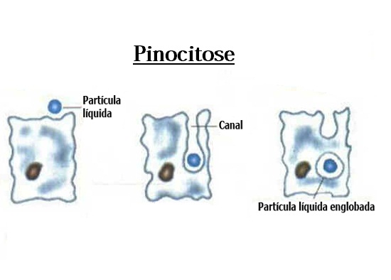 Biologia Na Escola: Membrana Plasmática