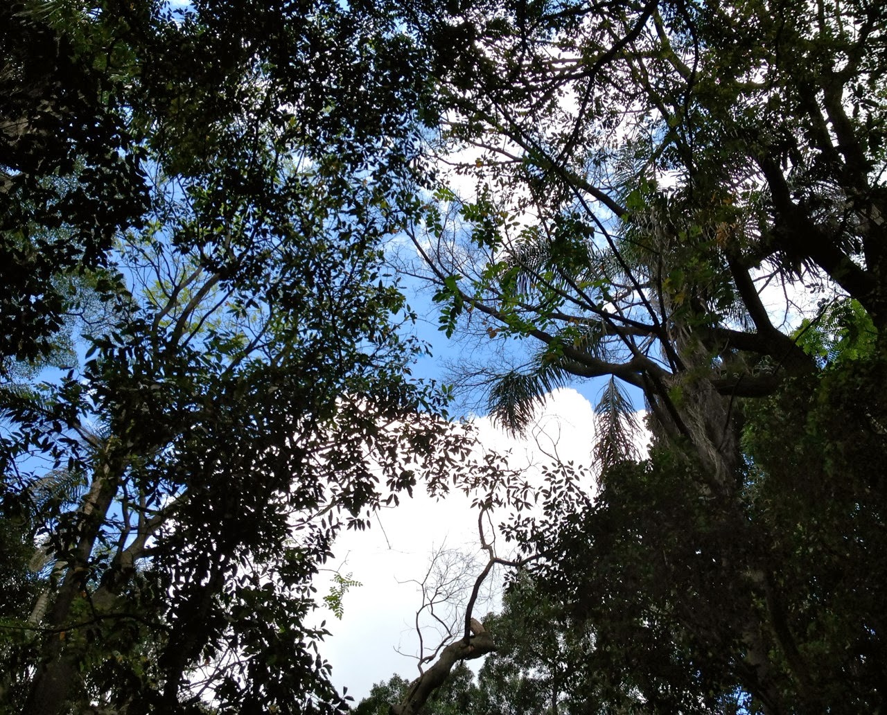 Parque Trianon ou Tenente Siqueira Campos em São Paulo ~ Áreas Verdes ...