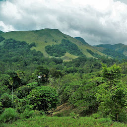 WHY SHOLA FOREST ARE ESSENTIAL FOR OUR SURVIVAL?