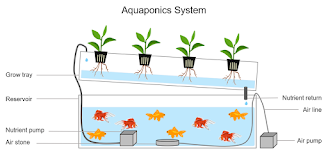 What Is Aquaponics || Complete Information About Aquaponics For Beginners