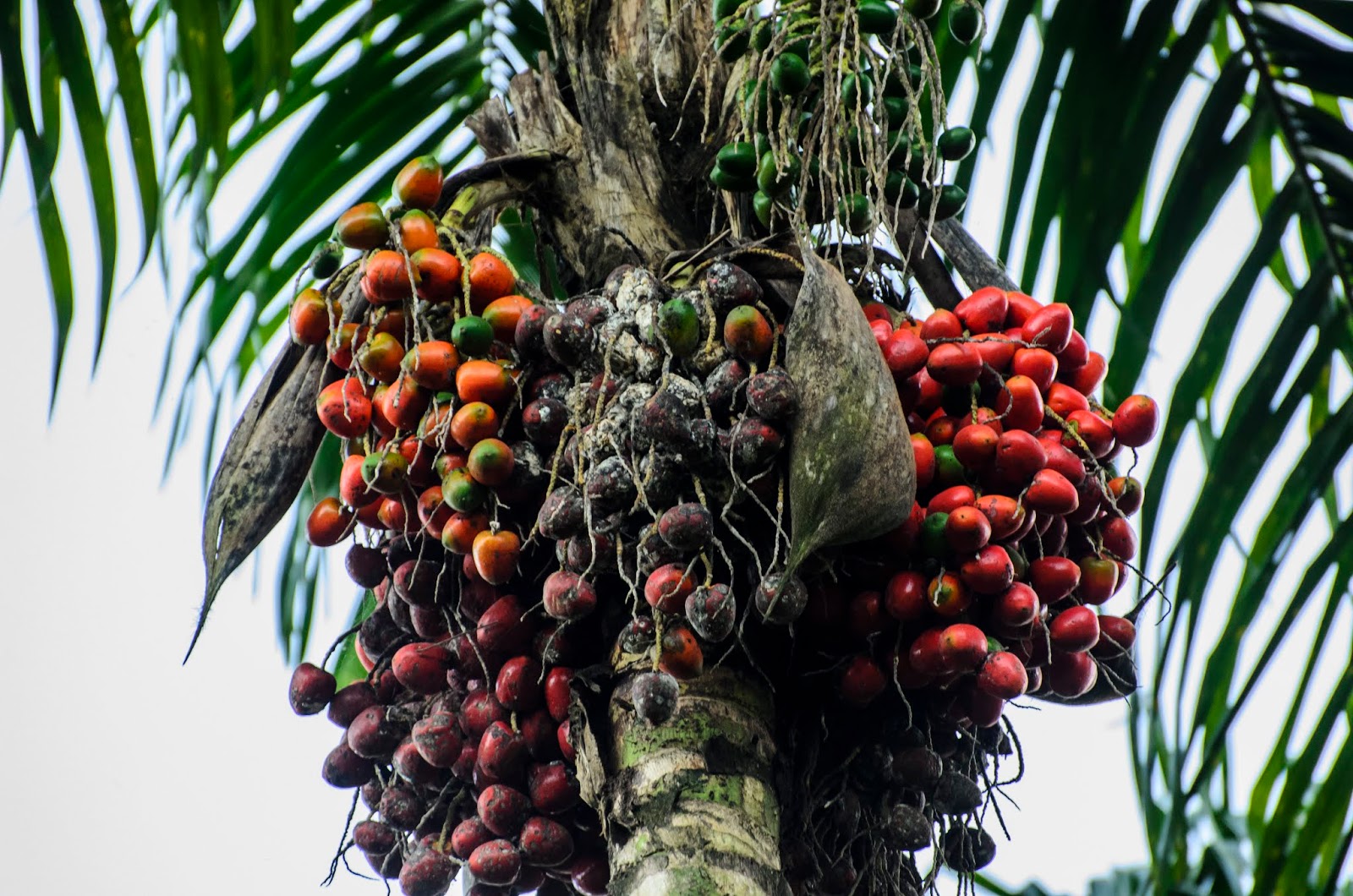 LA IMAGINACIÓN MUSEOGRÁFICA: SABERES DE PUPUÑA