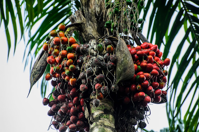 LA IMAGINACIÓN MUSEOGRÁFICA: SABERES DE PUPUÑA