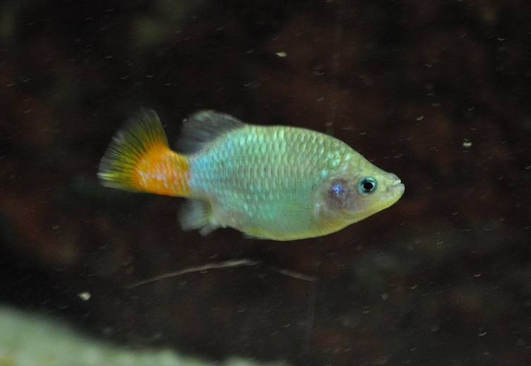 ZOOTOGRAFIANDO (6.100 ANIMALS): MEXALPIQUE DE COLA ROJA / REDTAIL ...
