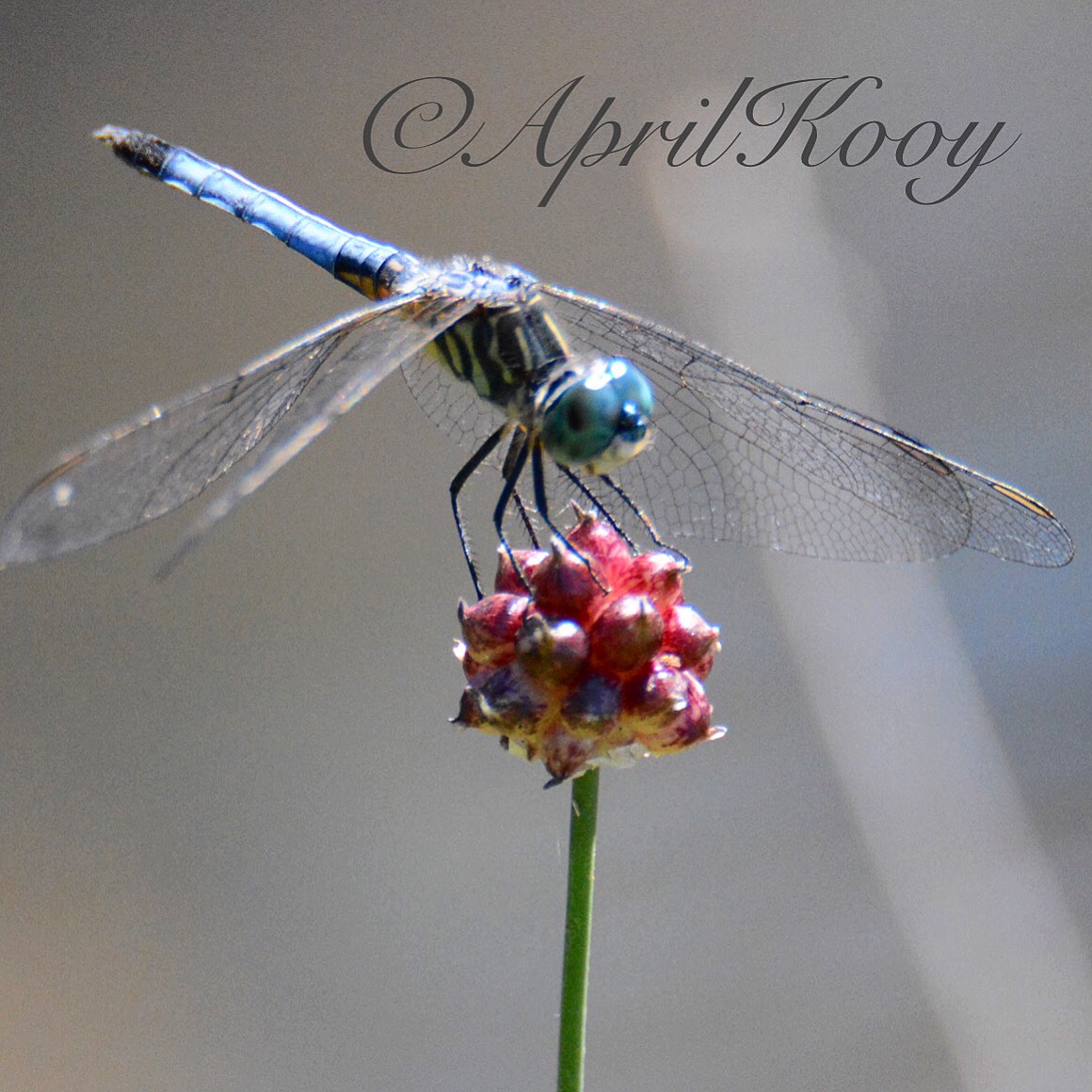 The Latest: 2015 Favorite Nature Photos