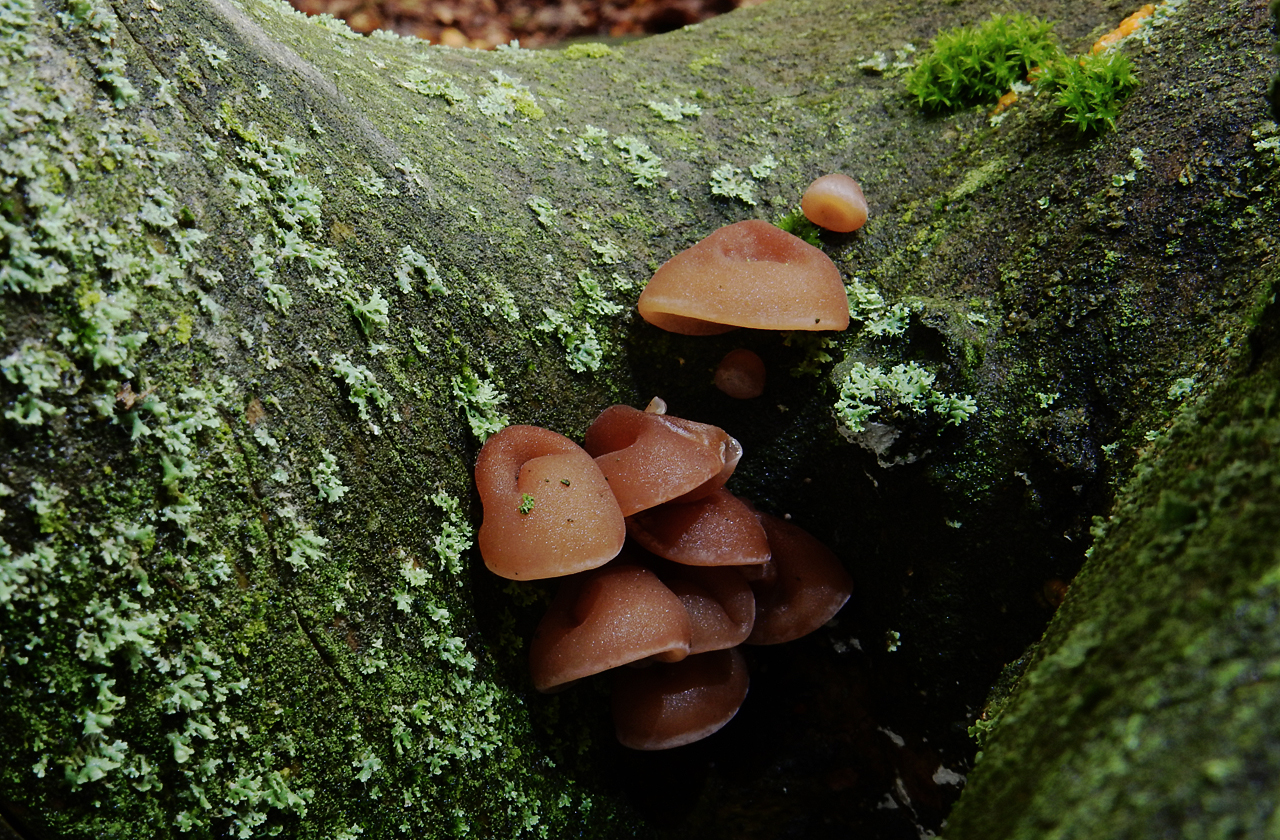 Jozef van der Heijden - Natuurfotografie: Echt judasoor op dood hout ...