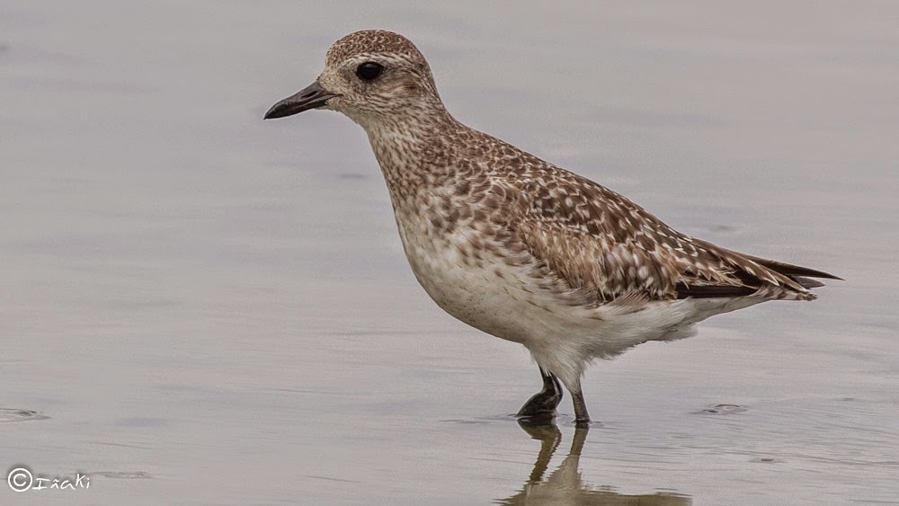 Nosoloaves - Aves del mundo (Birds of the world): Avanzando en la ...