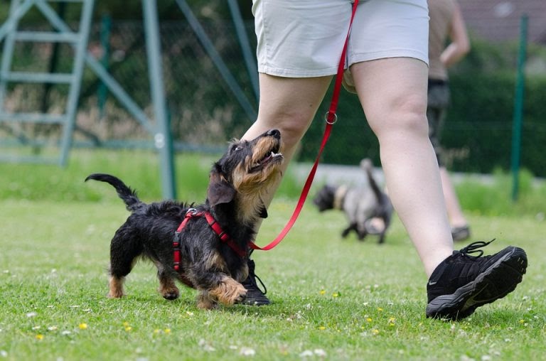 How to Teach Your Dog to Ignore Other Dogs On Walks