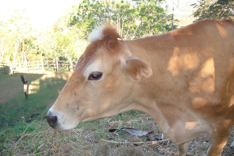 Finca El Tigre: Coquetta La Vaca Lost and Found