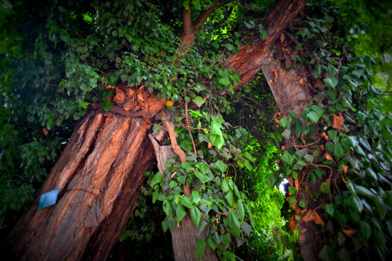 The Story of the Oldest Tree in Paris ~ Invisible Paris