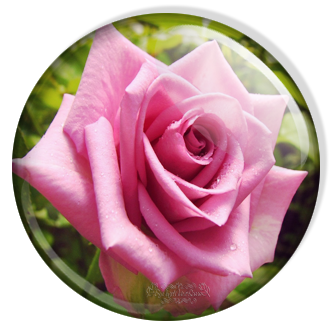 By Angel Arte e Rosas: 5 lindos Bottons de Rosas