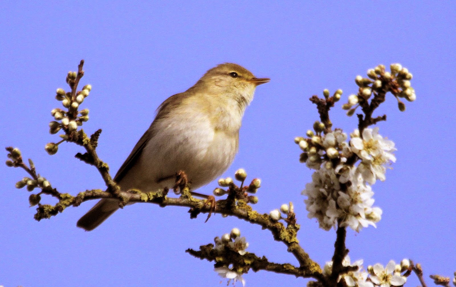 Birding with Flowers: Next Term, 7: Willow Warbler