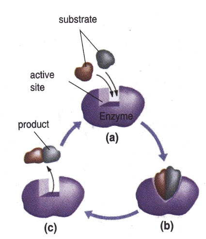 The Work Mechanism of Enzyme - New Science Biology