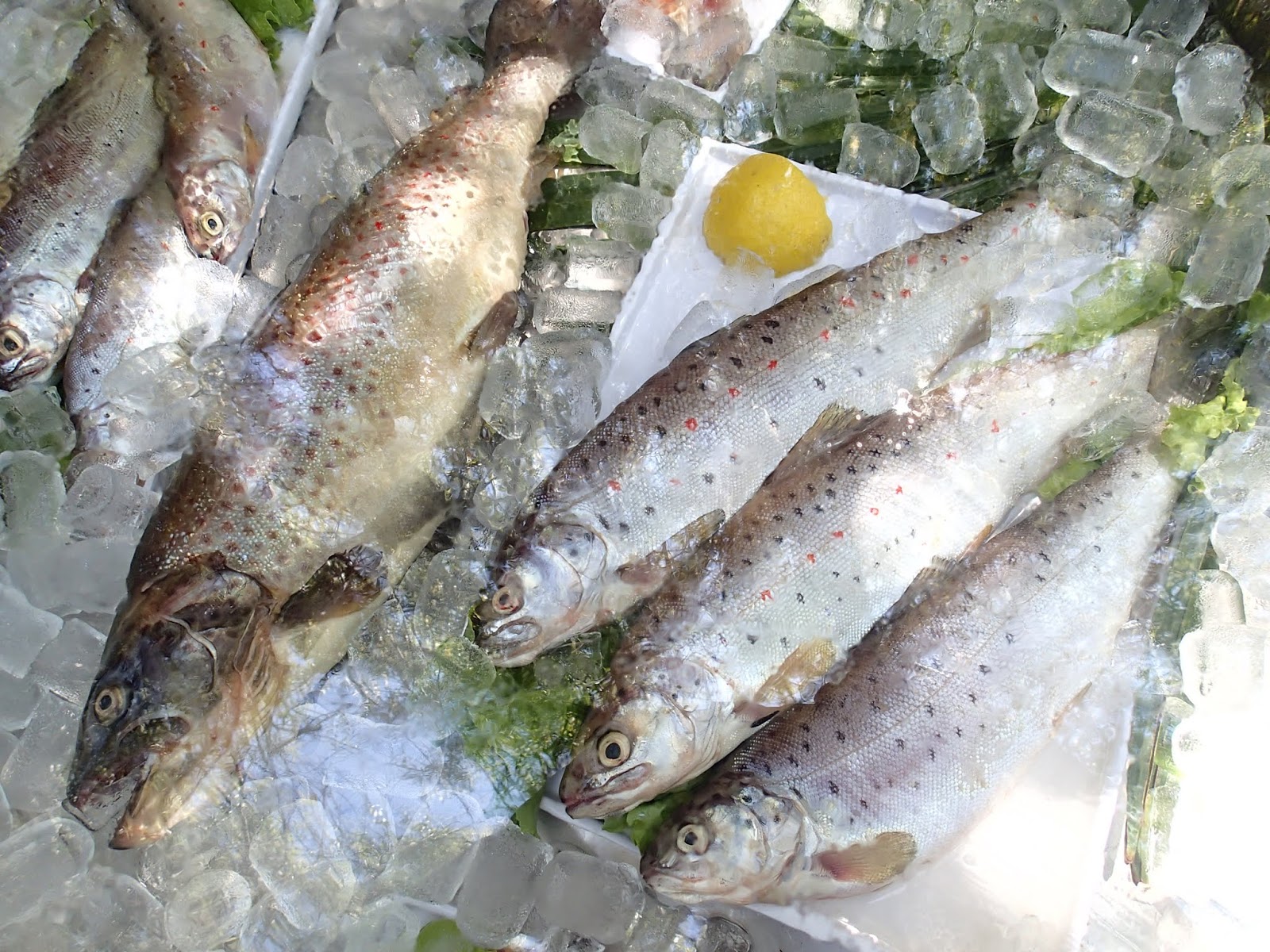 Athens Nature Journal: Lake Ohrid basin fishes