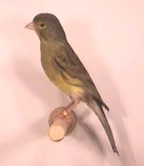 Globalj4v4: Irish Fancy Canary