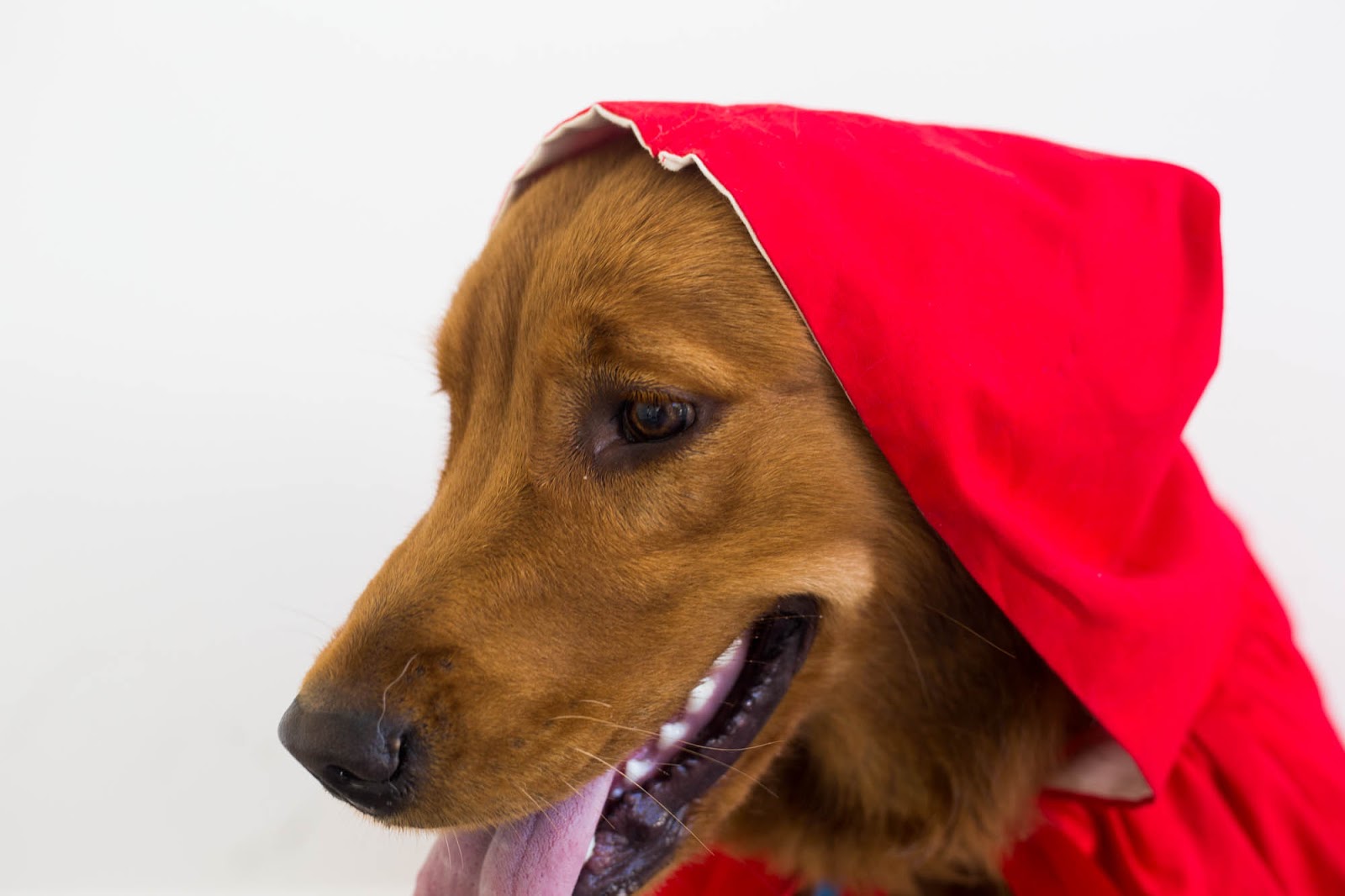 do it yourself divas: DIY Little Red Riding Hood Cloak Halloween ... do it yourself divas: DIY Little Red Riding Hood Cloak Halloween ...
