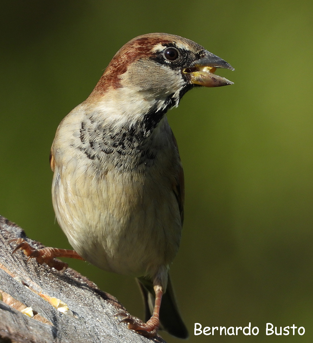 RÍA DE LA VILLA: Gorriones
