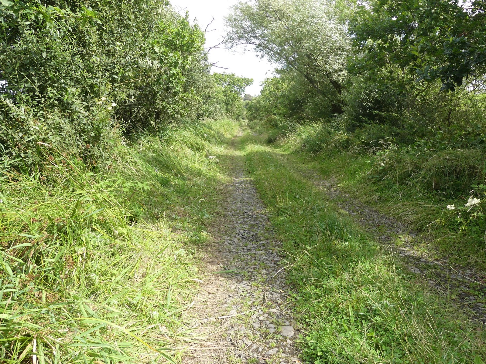 Julia Garner : Malltraeth Marsh, Cors Ddyga RSPB reserve