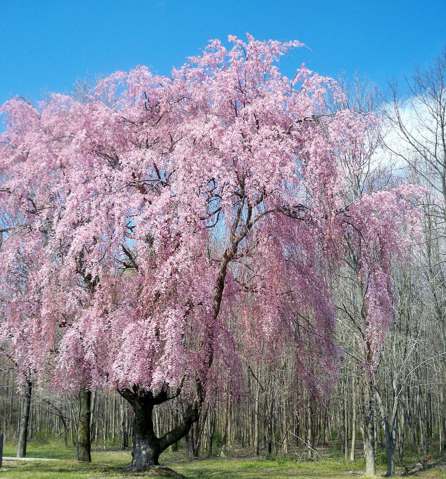 Abby - Rose Freelance Photography: Color's of Spring as Weeping Tree's ...