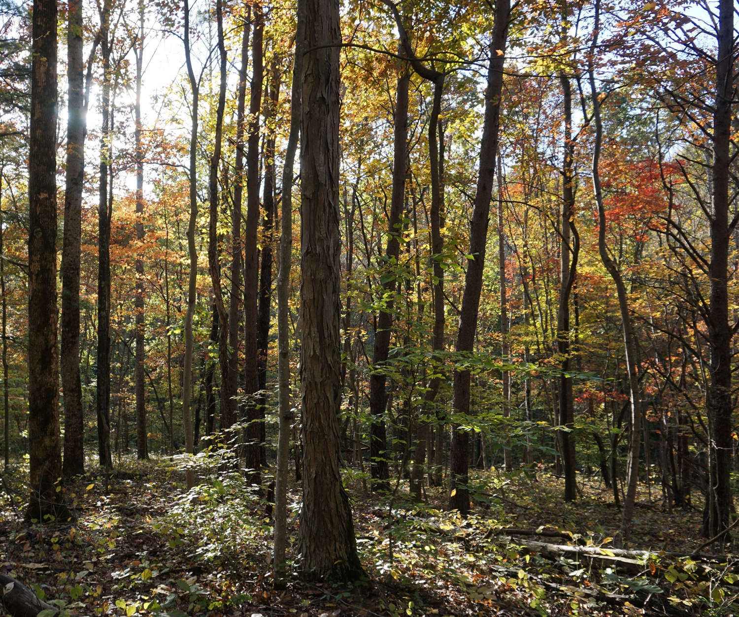 Appalachian Journal : Fall Foliage 2019