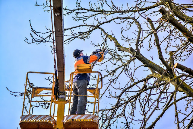 Beginner’s Guide To Tree Pruning