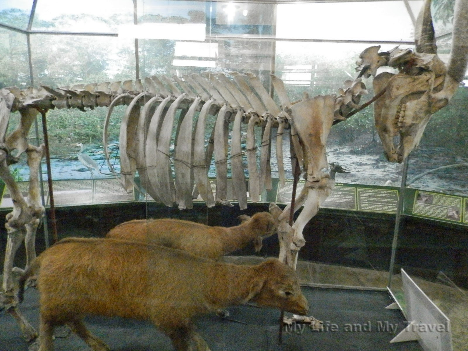 My Life and My Travel: The UPLB Museum of Natural History