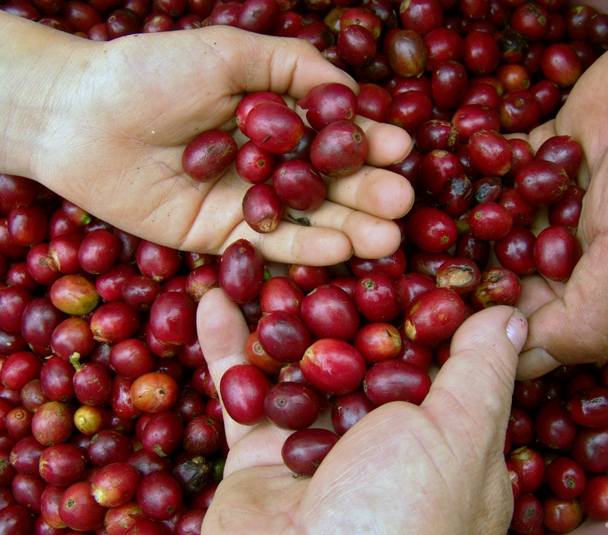 CAFETOS GOURMET CAFE