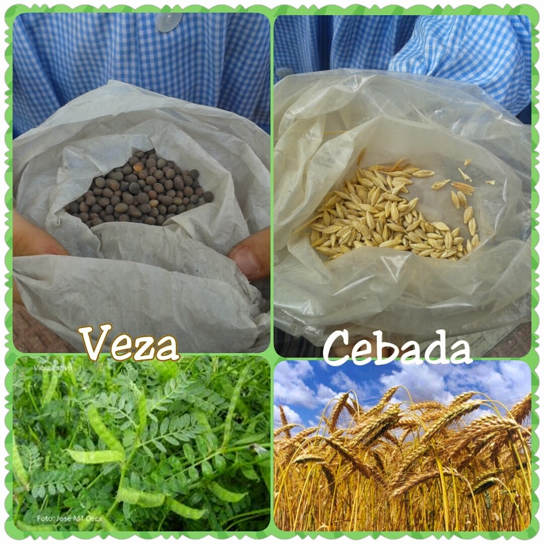 En el aula verde: Sembrando veza y cebada
