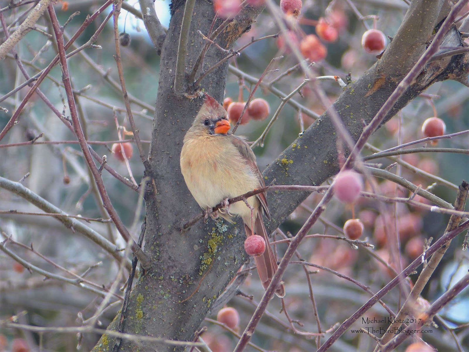 BC Rare Bird Alert: RBA: NORTHERN CARDINAL in Cranbrook - Nov 7/17- Feb ...