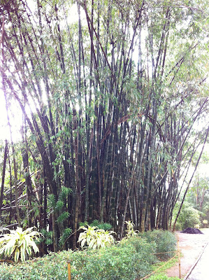 CAFE FENG SHUI: The Miracle of the Chinese Bamboo Tree
