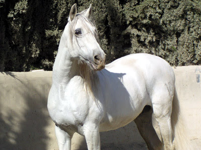 I cavalli: tutta la mia vita: razza: Andaluso