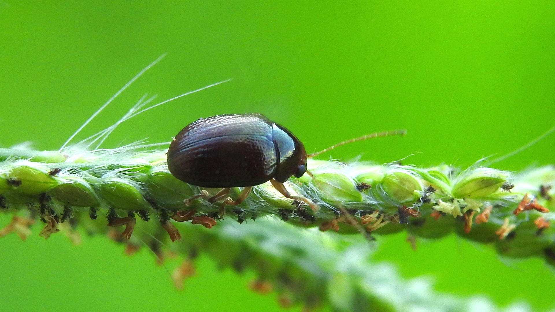 台灣-鳥類與昆蟲-自然觀察記錄: 褐金卵猿金花蟲 Colaspoides persicariae