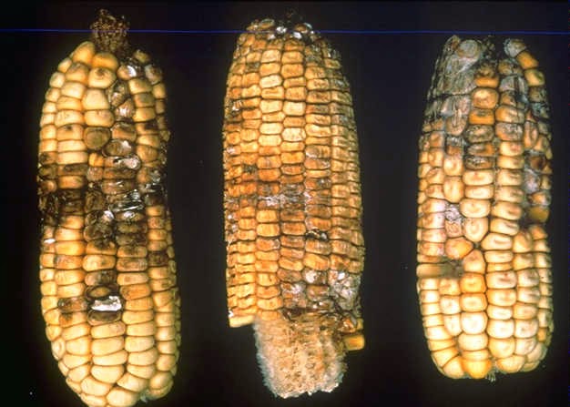 Reino Fungi: CONOCE MAS DEL MARAVILLOSO MUNDO DE LOS HONGOS