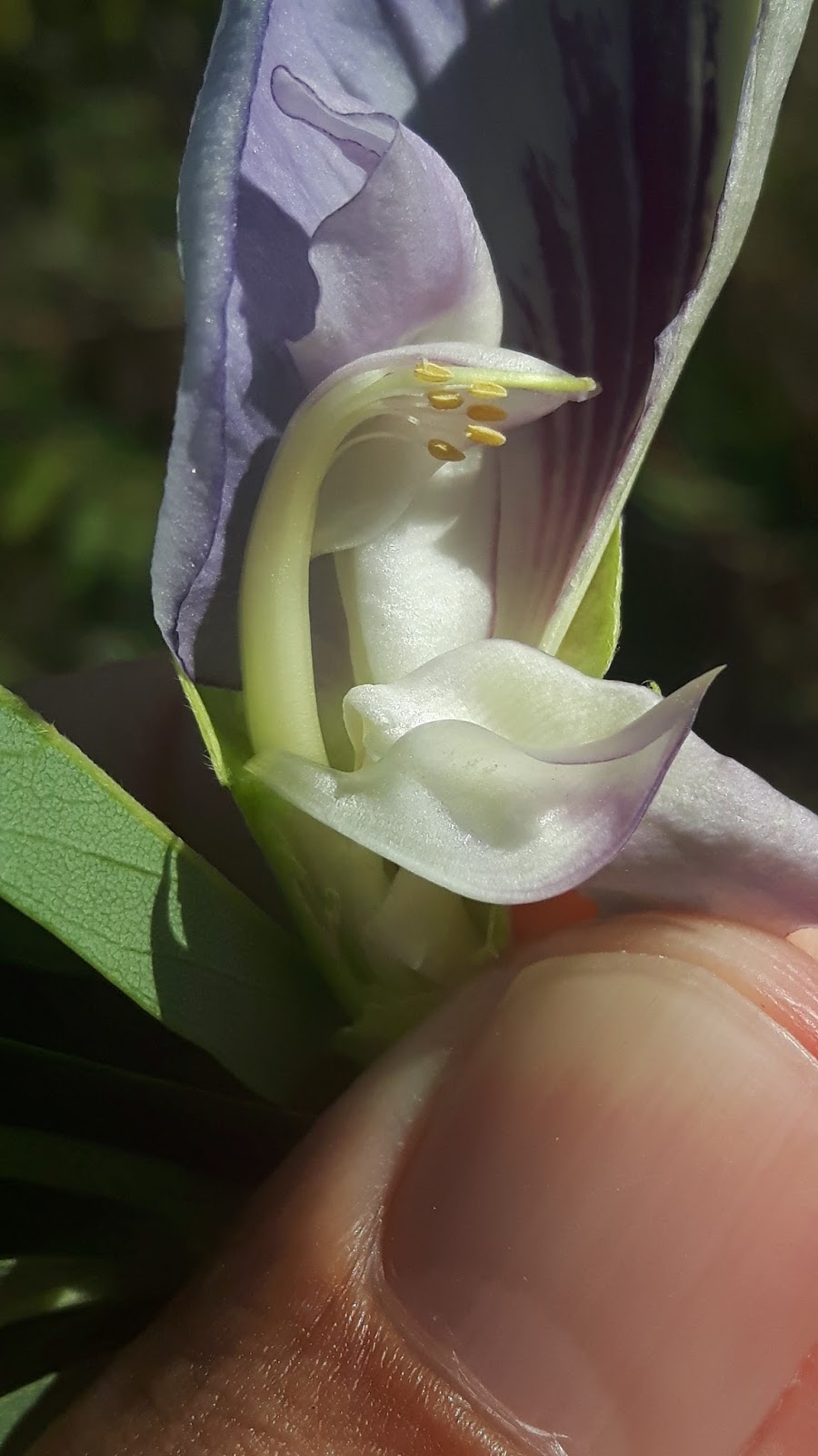Fabaceae - Leguminosae no Brasil: Fabaceae - Clitoria laurifolia Poir.