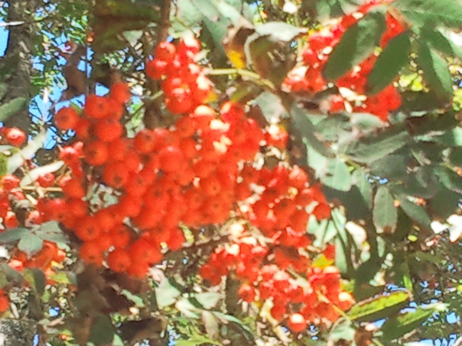 Au gré du vent et du soleil: le sorbier ou sorbier des oiseaux