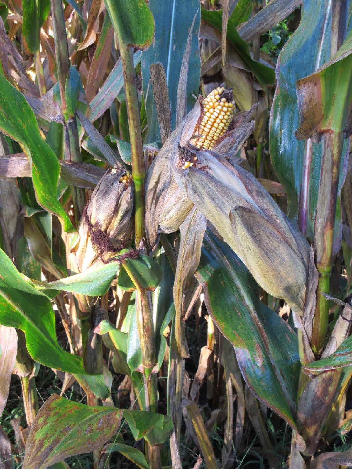 Three Things Very Dull Indeed