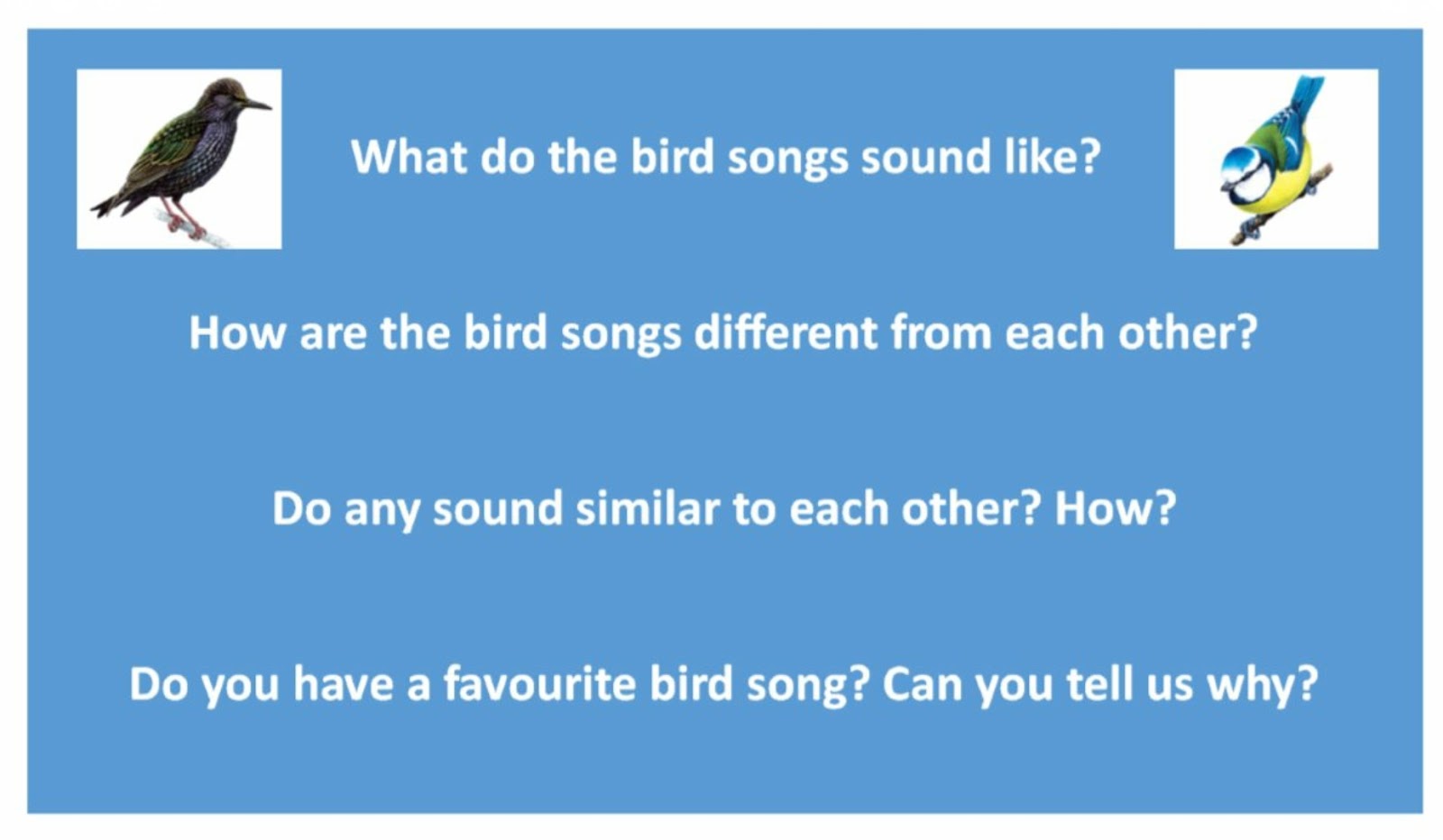 Year 2: Bird Song