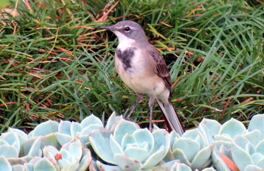 Kreatiewe Joernaal: kransduif