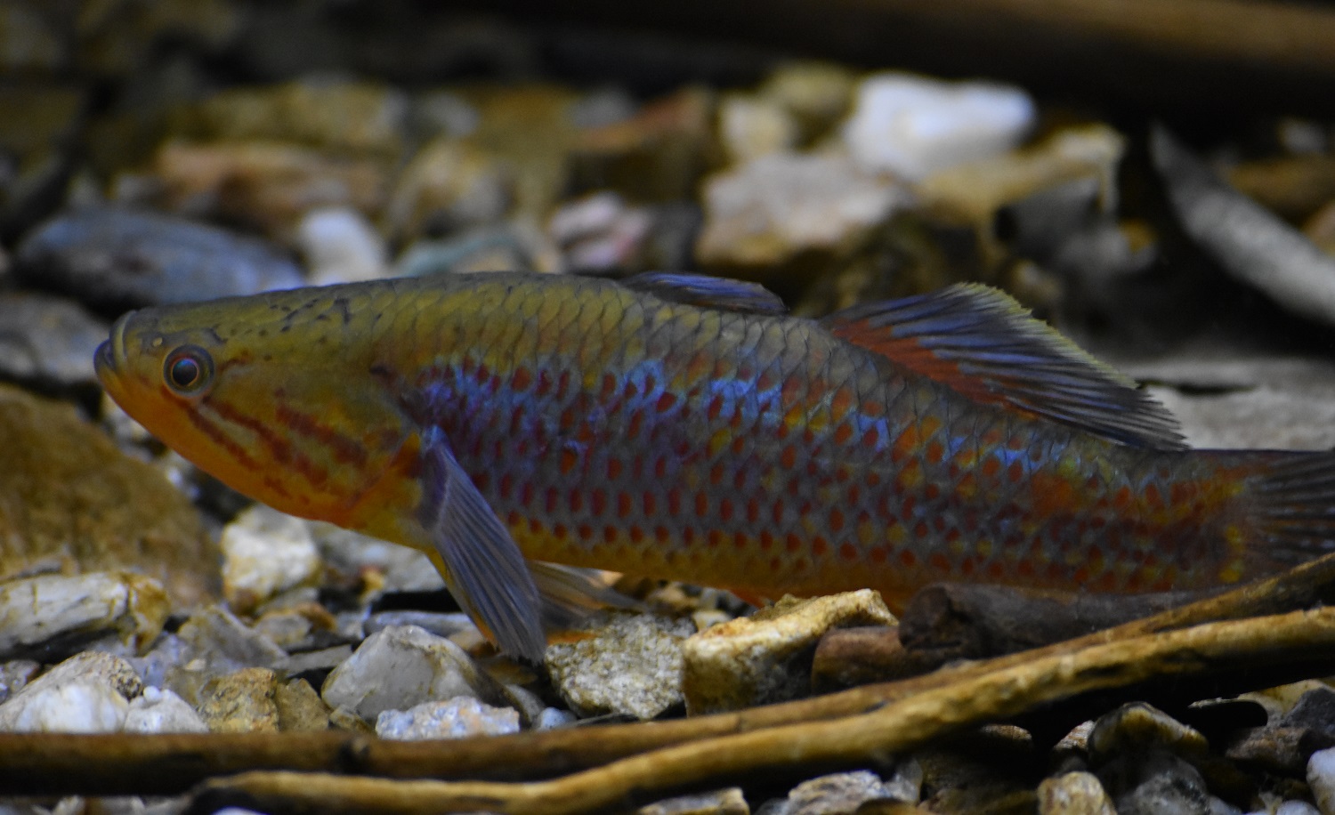 ZOOTOGRAFIANDO (6.096 ANIMALS): DORMILÓN CABEZA DE SERPIENTE ...