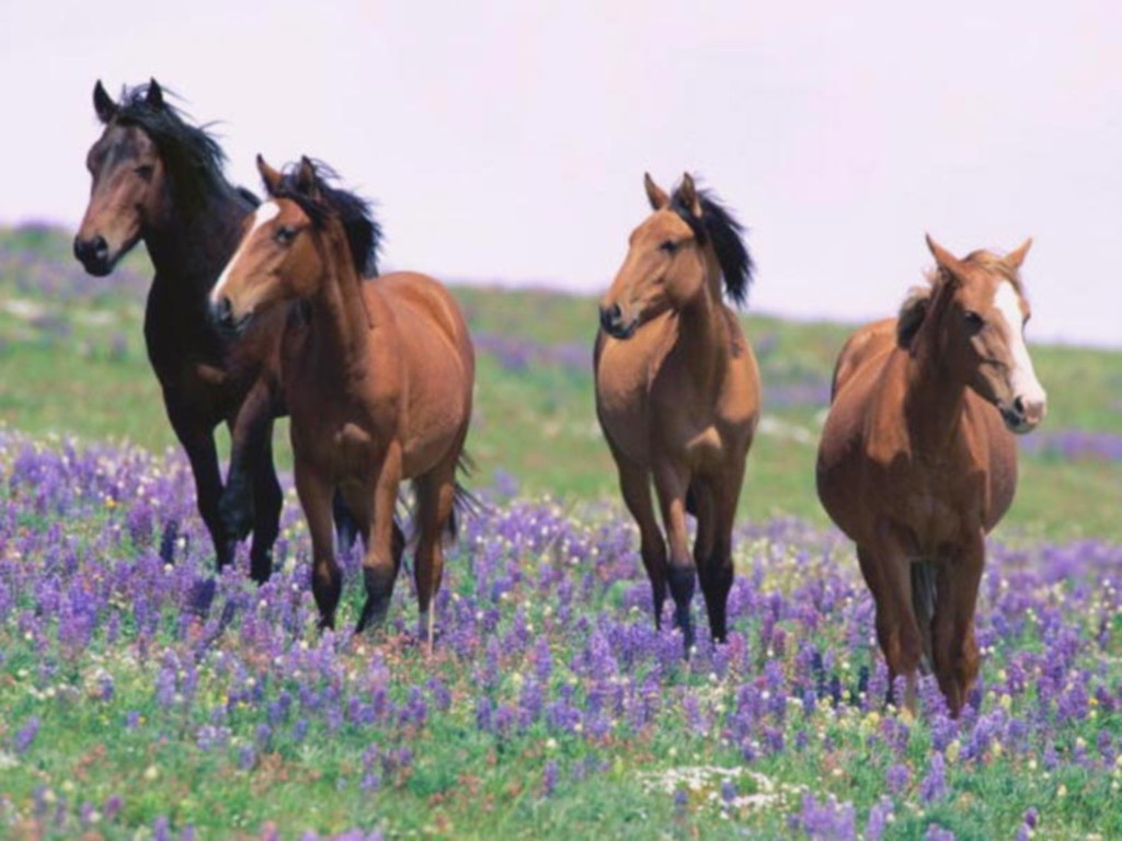 Pictures Blog: Horses in The Spring