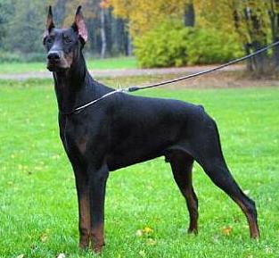 Dogs Info: Doberman | Doberman Dog | Doberman dog photos
