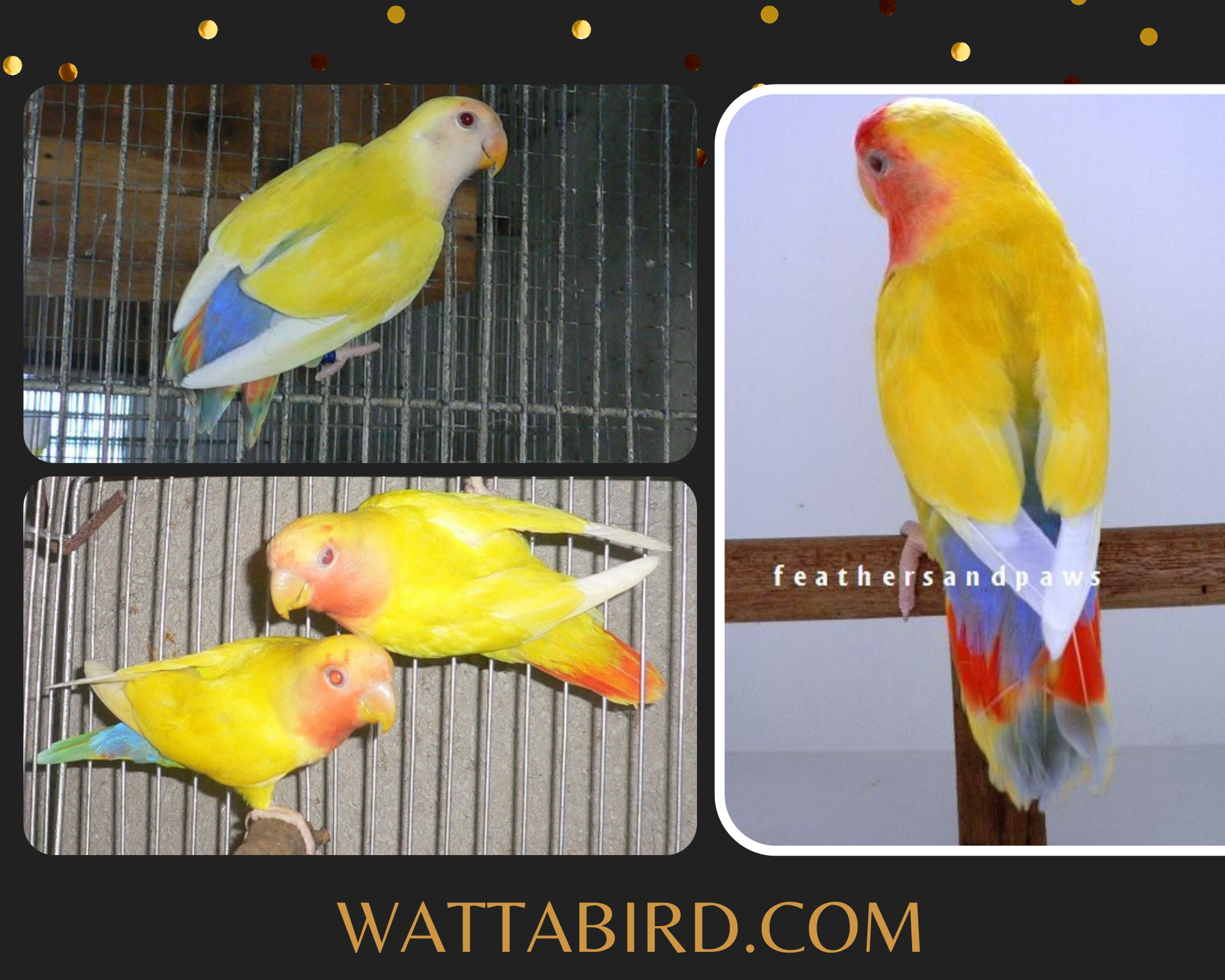 Peach Face Opaline Orange Face