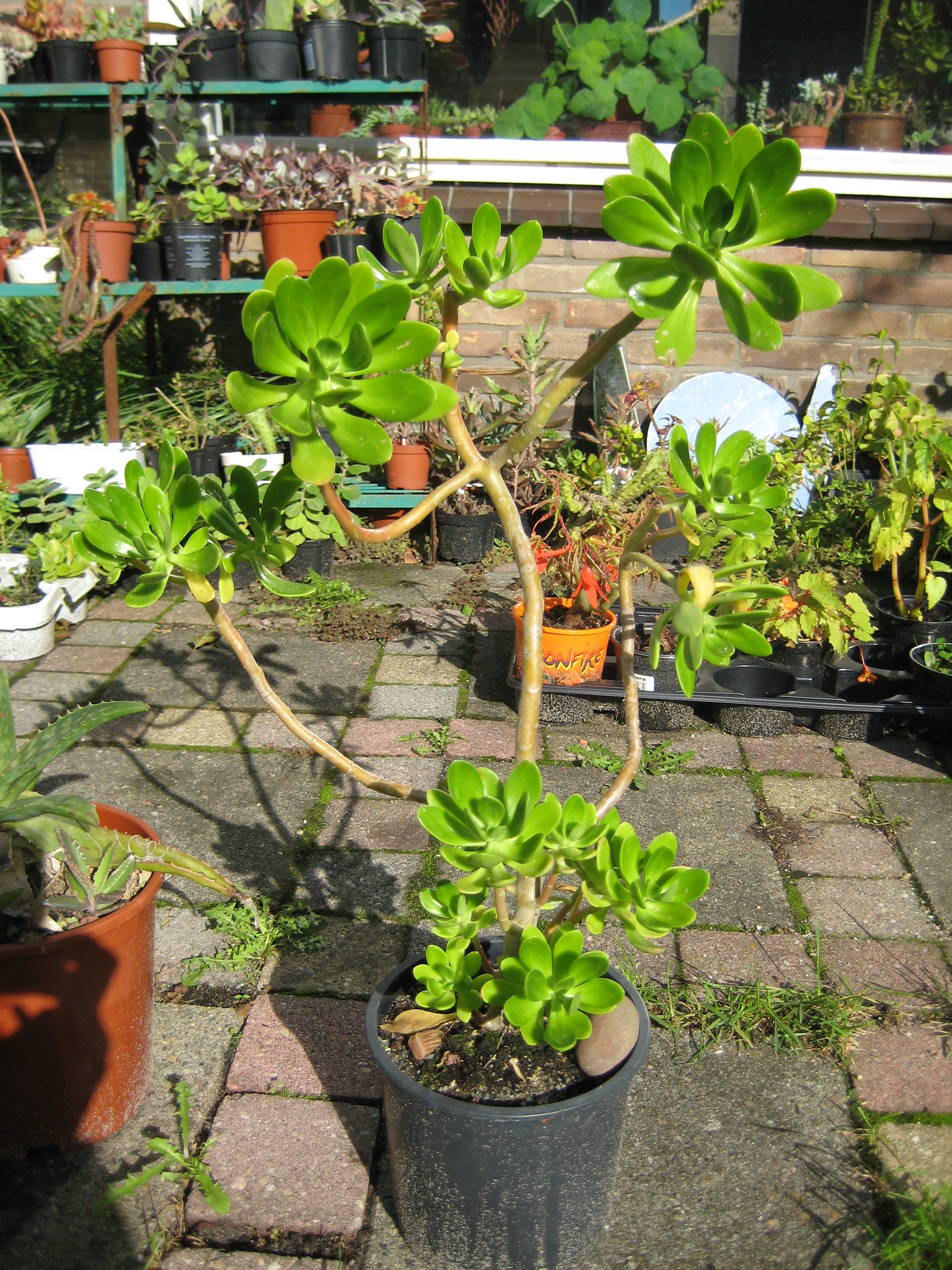 Sedum praealtum - Green cockscomb - Greater Mexican stonecrop care and ...