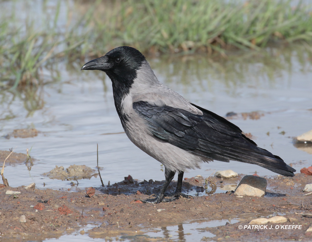 Raw Birds: HOODED CROW or GREY CROW (Corvus cornix) Turvey Nature ...