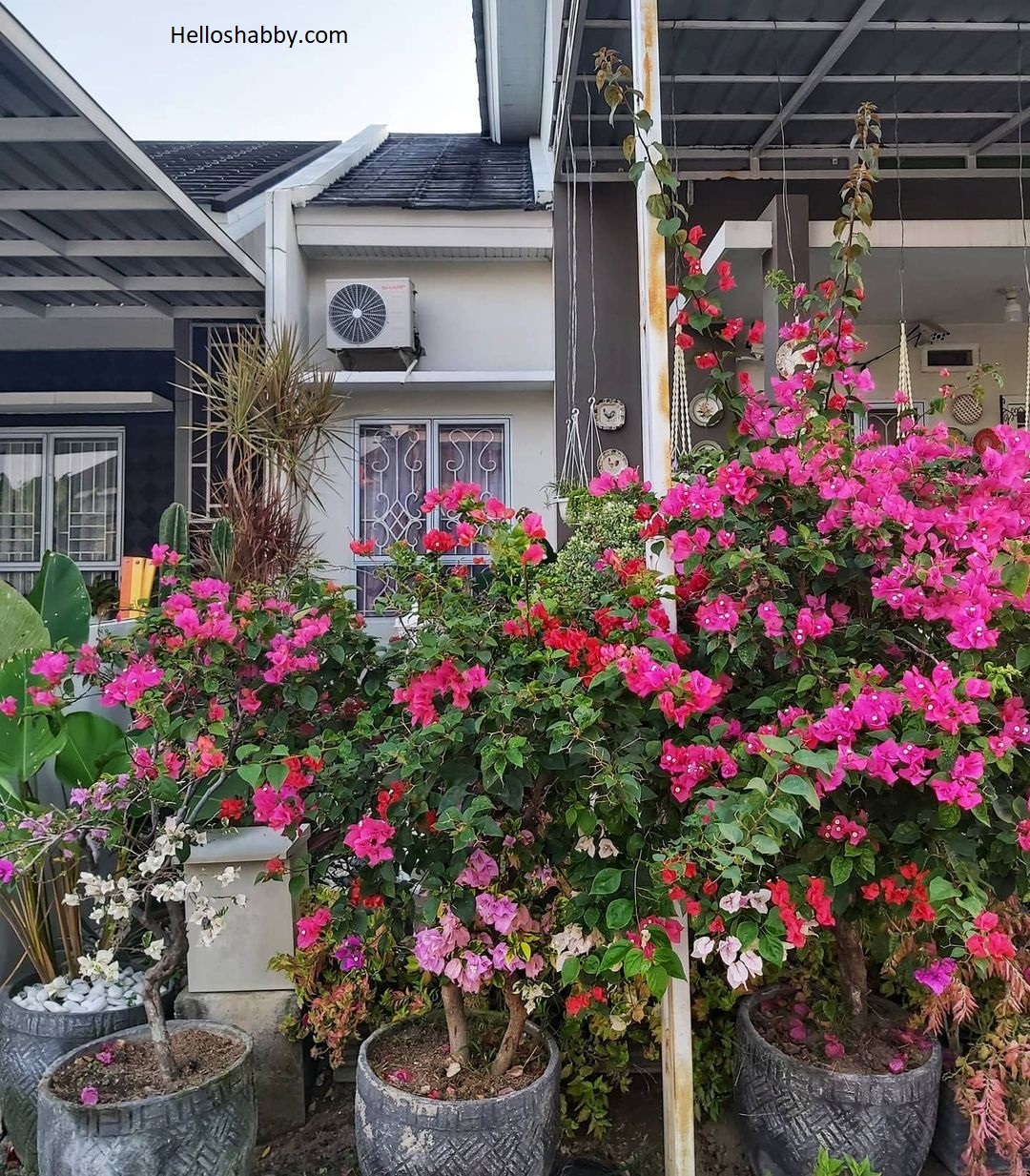 6 Jenis Pohon Berbunga Indah yang Perawatannya Mudah Sekaligus Bisa ...