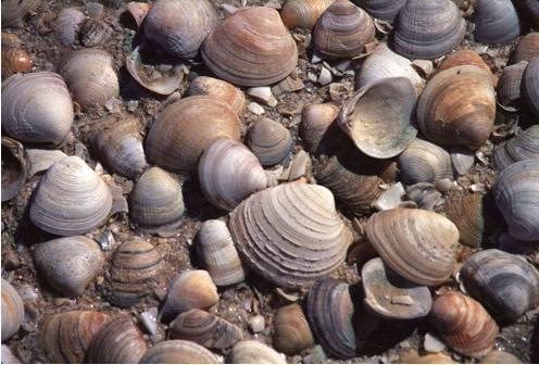 ¿Cómo se reproducen las almejas? : Cómo dónde Cuando y Porqué ...