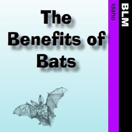 The Benefits of Bats