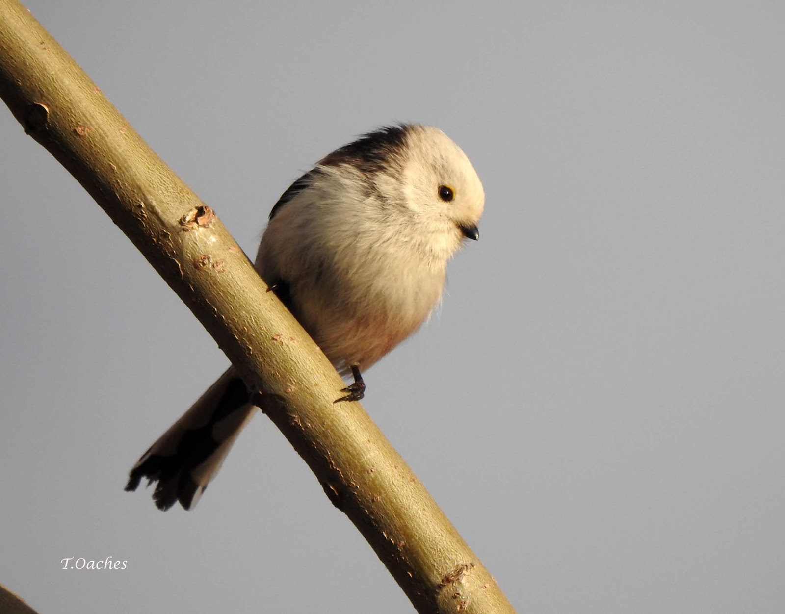 PASARI DIN ROMANIA: PITIGOI CODAT, Aegythalus caudatus