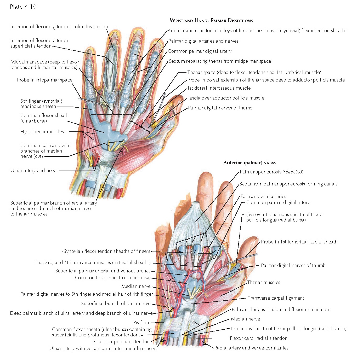 Muscles Of The Hand Pediagenosis
