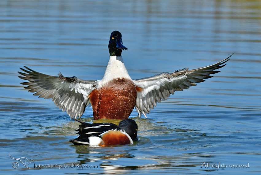 WILDLIFE GATEWAY: Prise de becs chez les Canards souchet et accouplement